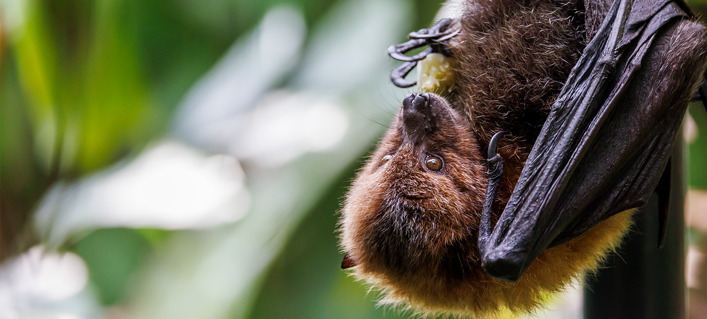 Yadav et al. Standardization and validation of Truenat point-of-care ...