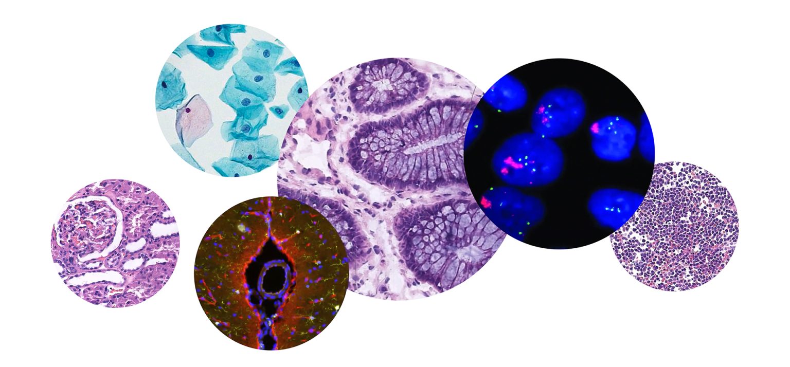 OptraScan - Digital Pathology Solutions - Molbio Diagnostics